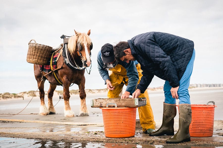Paardevisser02 - Marc Vanel