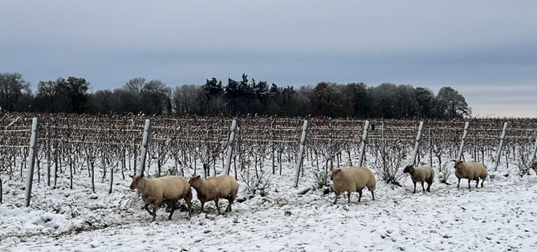 Le Domaine de Mehaignoul lance deux cuvées | Marc Vanel